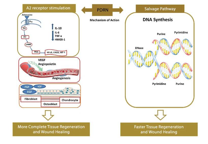 buy Polydeoxyribonucleotide PDRN Skin Injection - Dermax